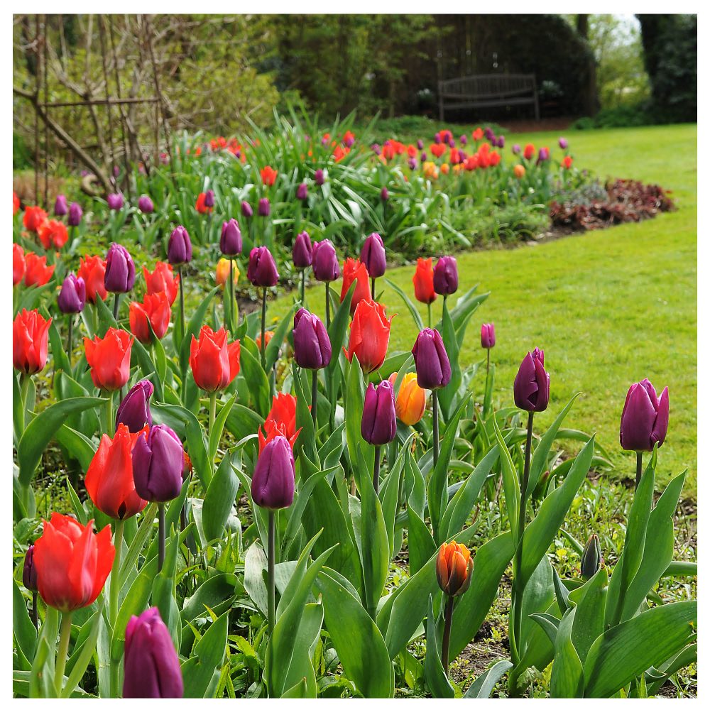 Tips & Inspiration for flower bulb garden designs - Plant & Bloom