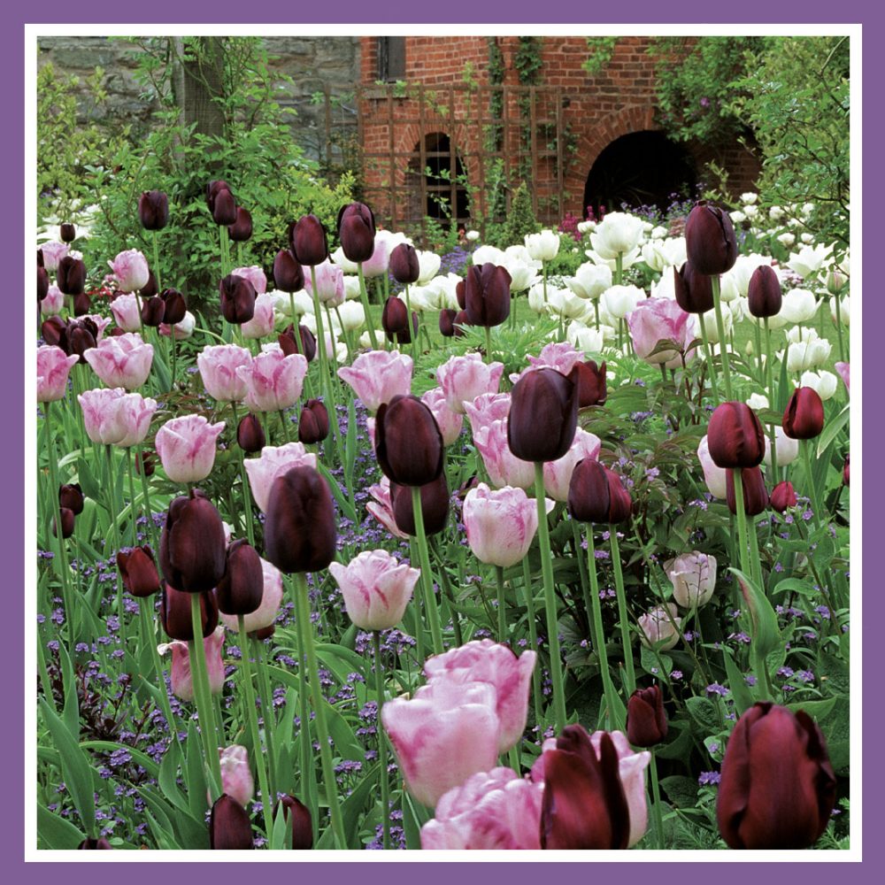 Cottage Garden Tulip Mix (35 premium flower bulbs) - Plant & Bloom