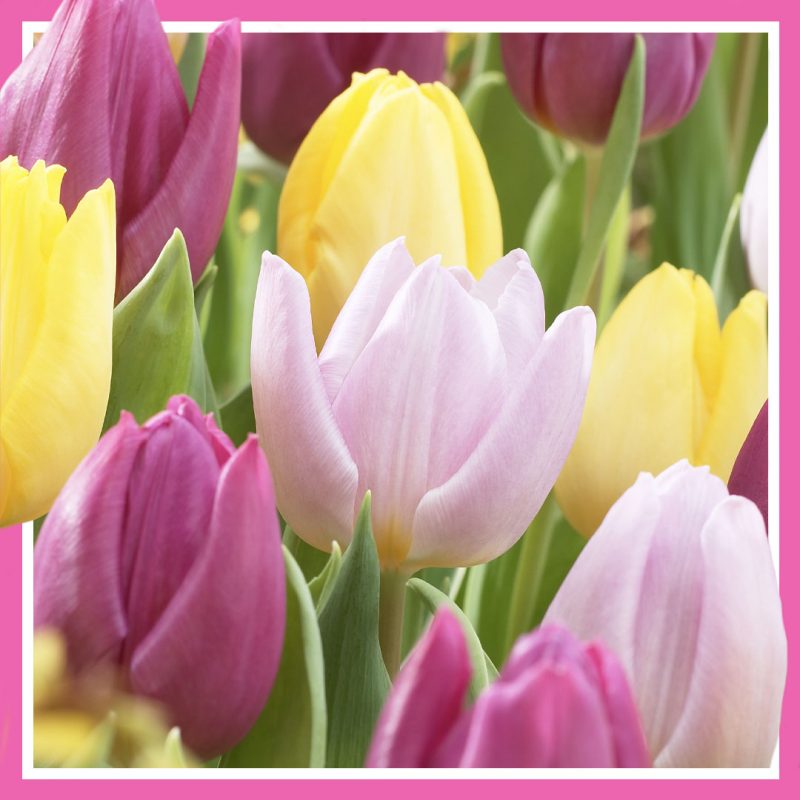 Tulip Prince Mix (25 premium flower bulbs) - Plant & Bloom