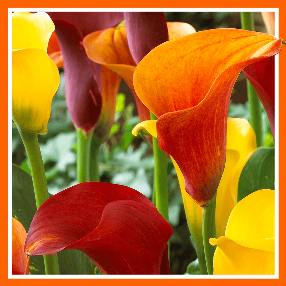 Mixed Colors Calla Flowerbulb Gift Set - Plant & Bloom