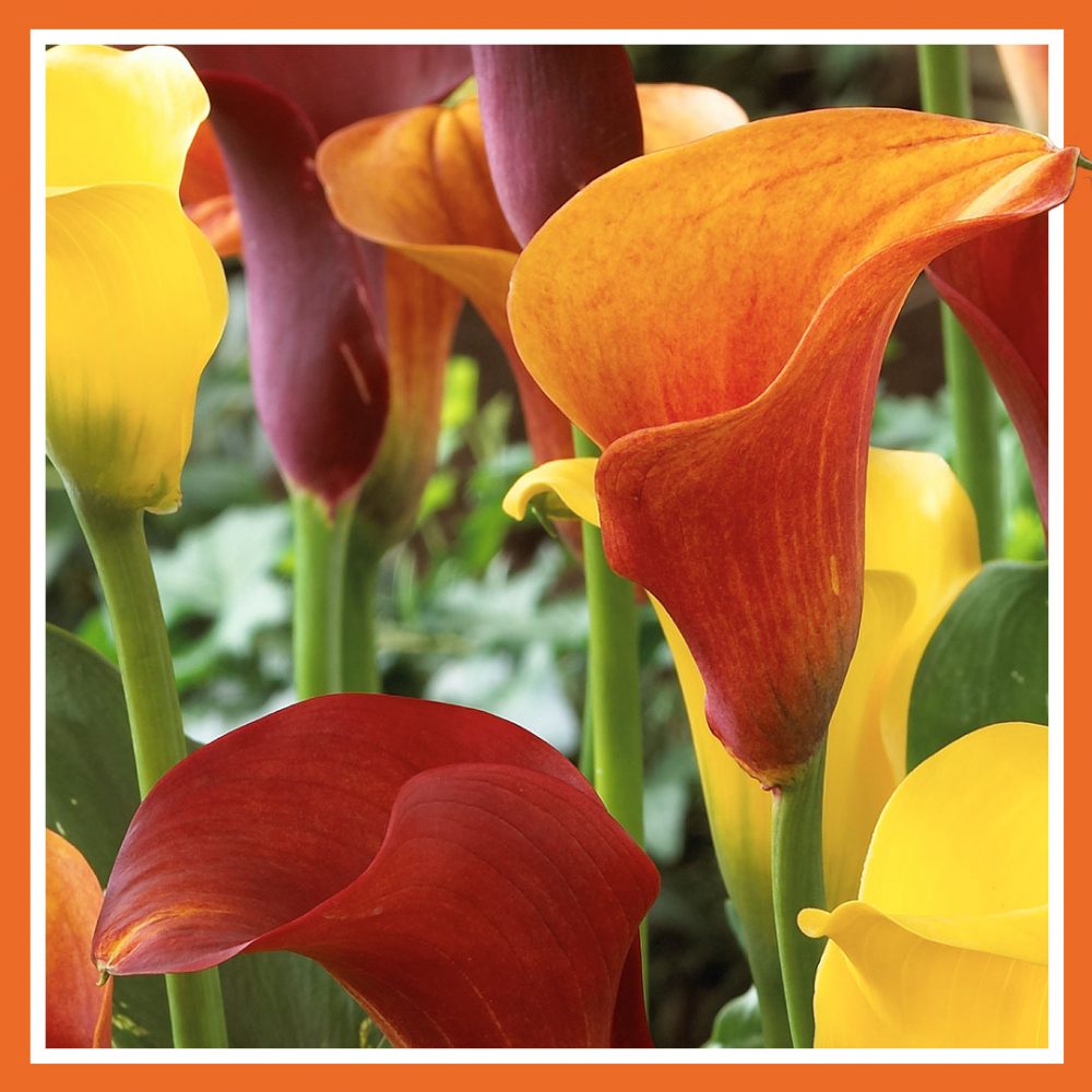 Orange Calla Lilies (3 multi-flowering premium bulbs) - Plant & Bloom