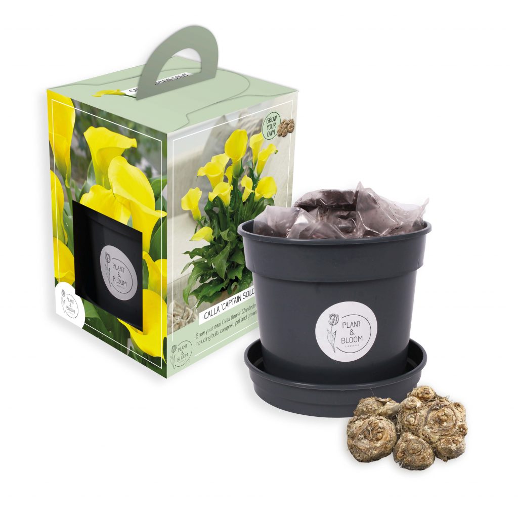 Yellow Calla 'Captain Solo' Gift Set - Plant & Bloom