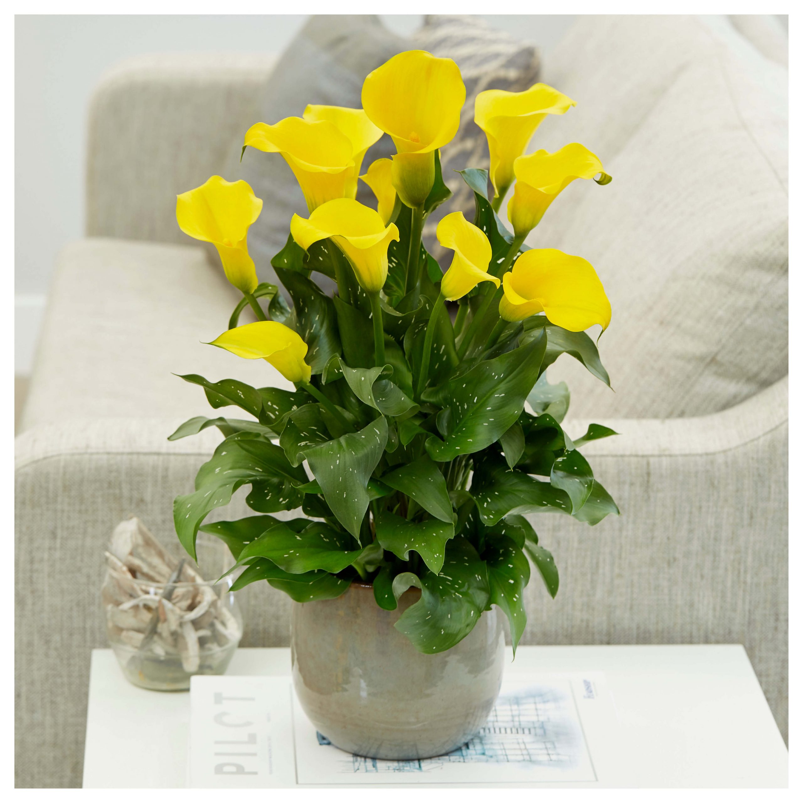 Yellow Calla Lily "Captain Solo" (1 multi-flowering premium tuber)