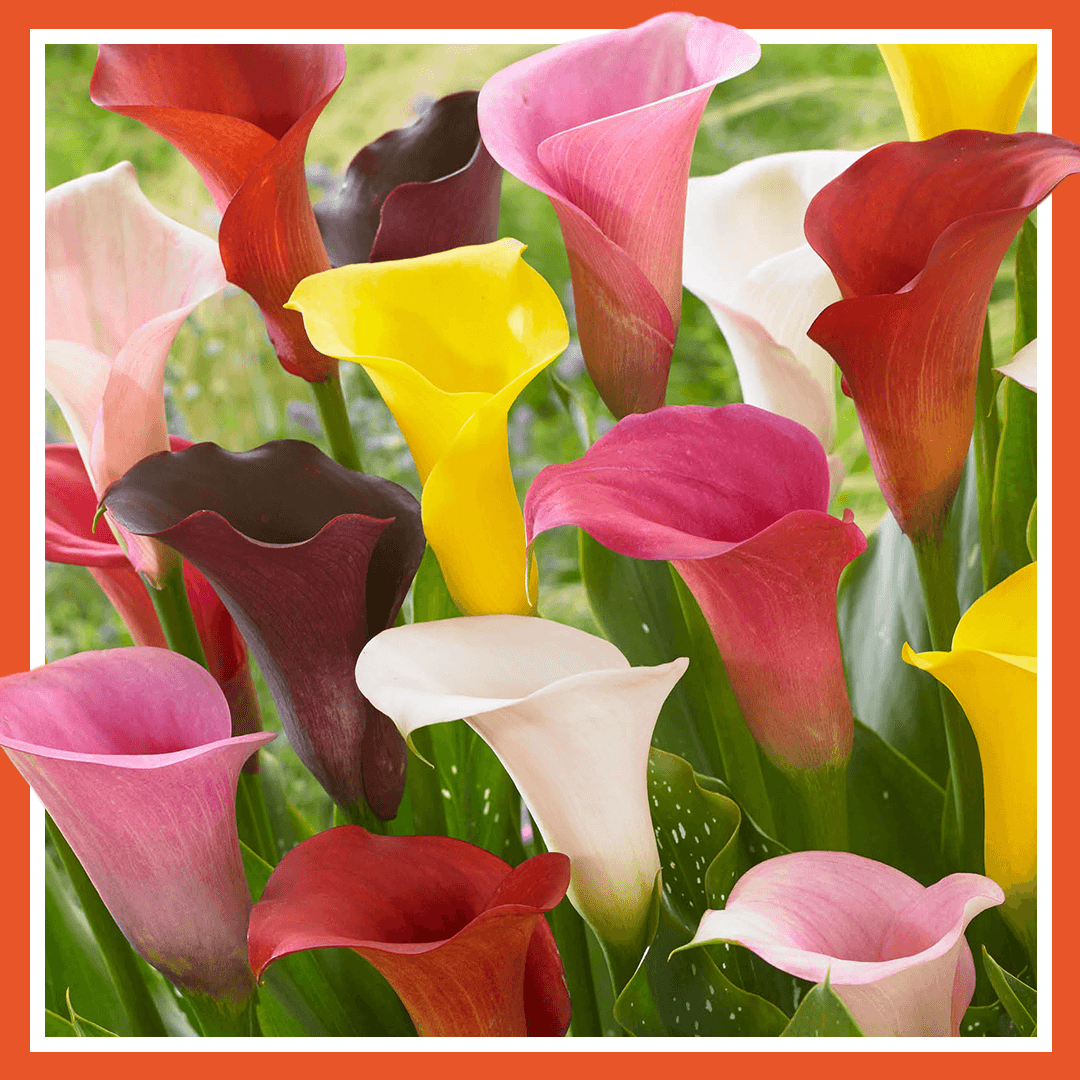 Mixed Colors Calla Flowerbulb Gift Set - Plant & Bloom