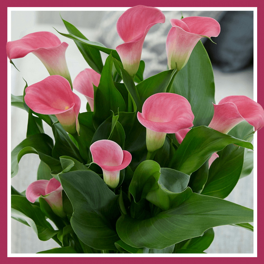 Mixed Colors Calla Flowerbulb Gift Set - Plant & Bloom