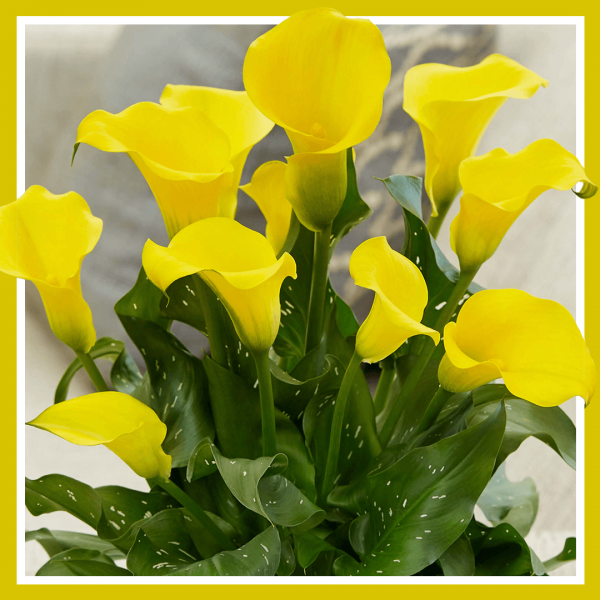 Yellow Calla Lily "Captain Solo" (1 multi-flowering premium tuber)