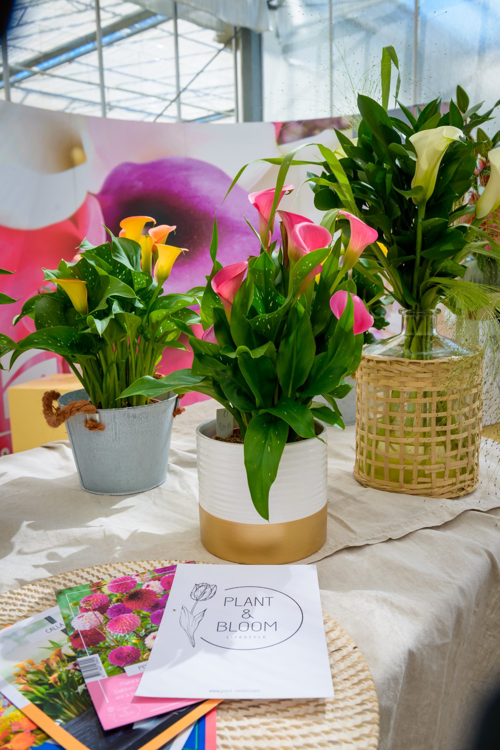 Plant & Bloom - For a Green lifestyle full of colors!