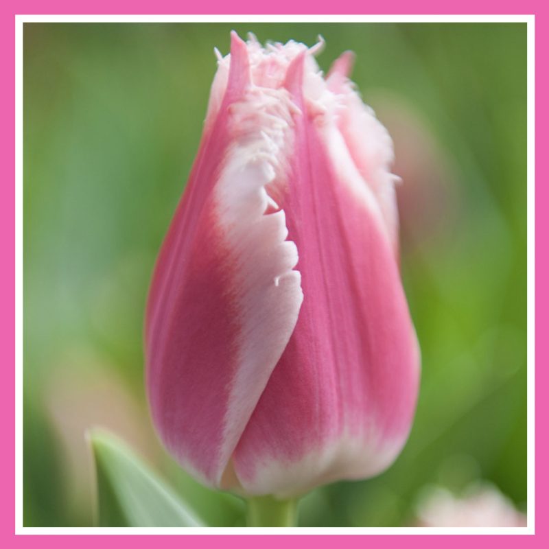 Bell Song Tulips (25 premium flower bulbs) - Plant & Bloom