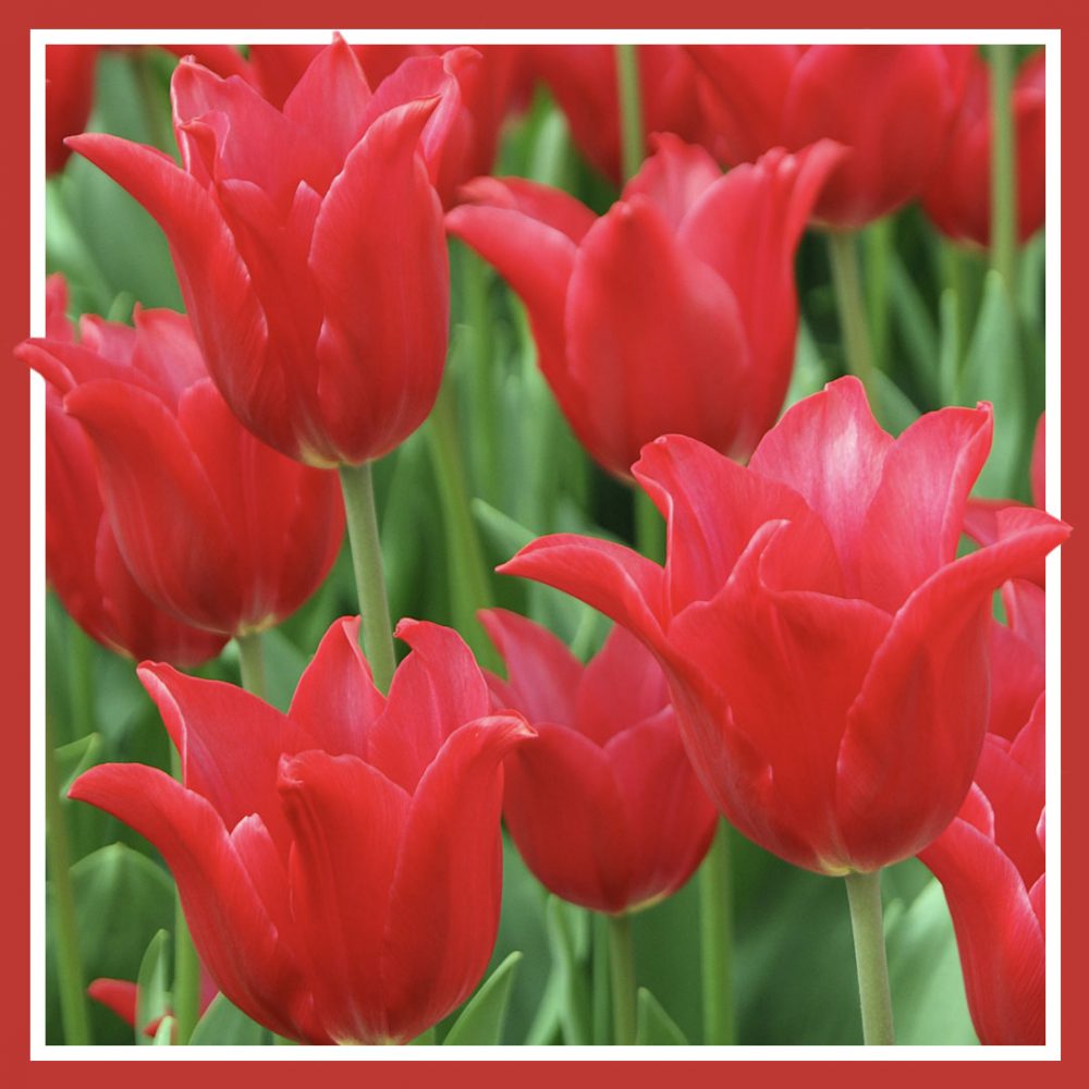Pretty Woman Tulips (25 premium flower bulbs) - Plant & Bloom